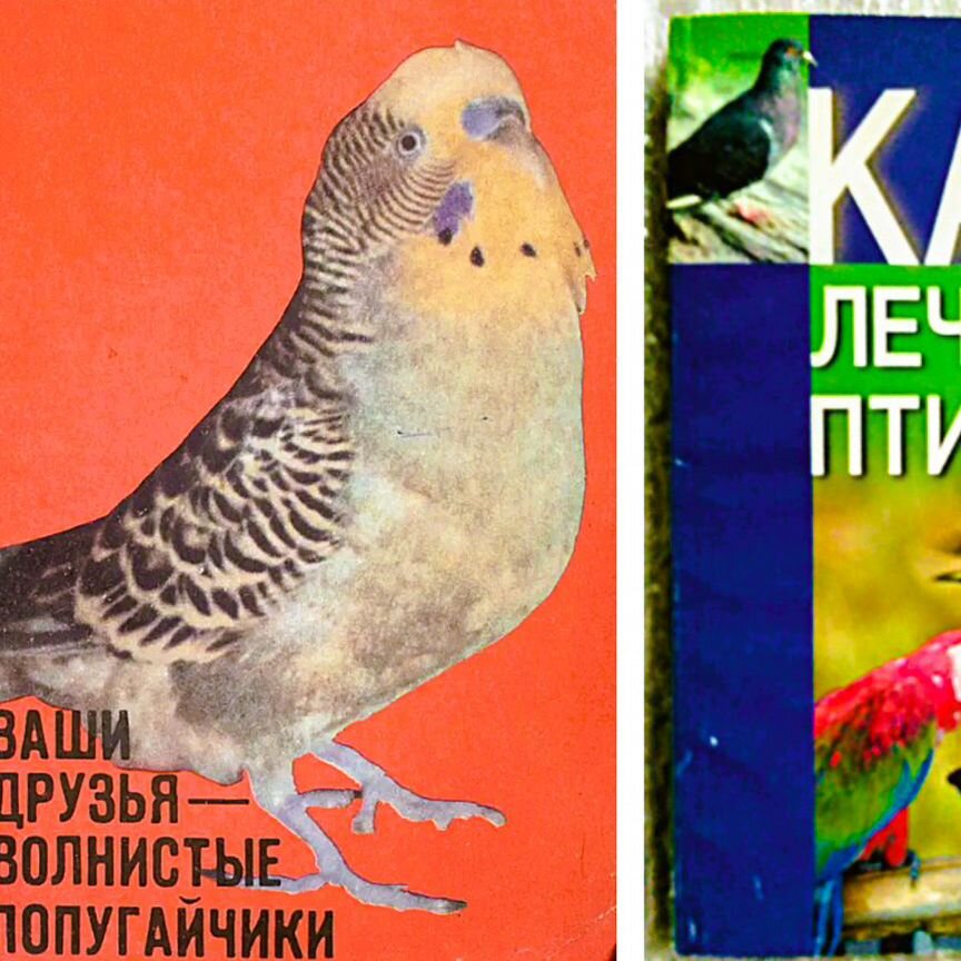 Ваши друзья-волнистые попугайчики Как лечить птиц