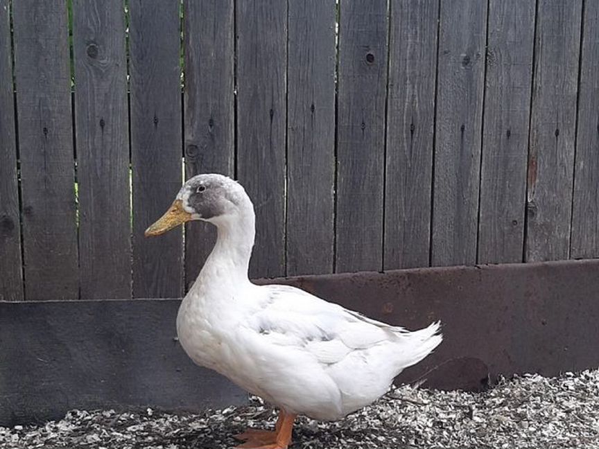 Селезень Голубой фаворит, 5 мес