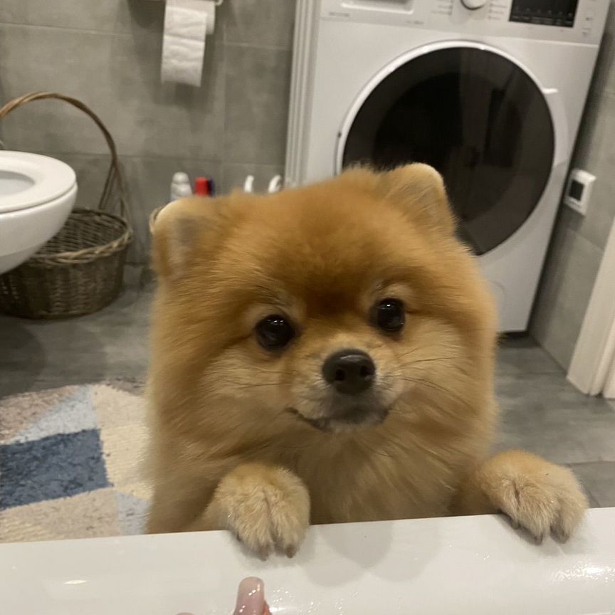 Помераночка шпиц