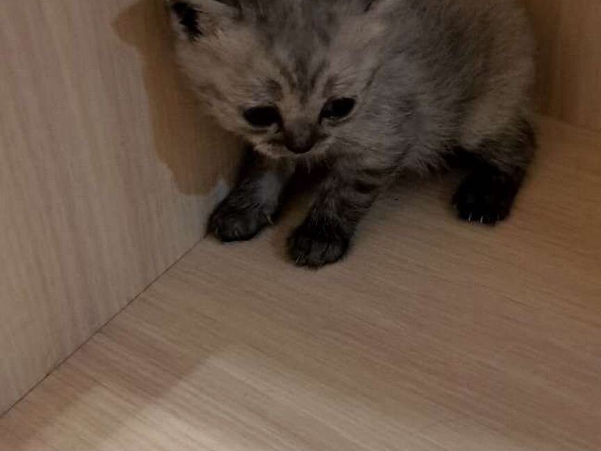 Британские котята