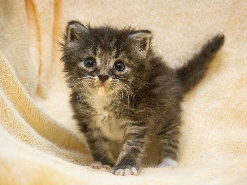 Барсик 1 месяц в дар