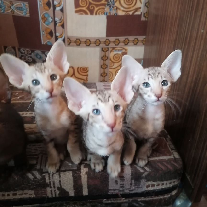 Ориентальные котята