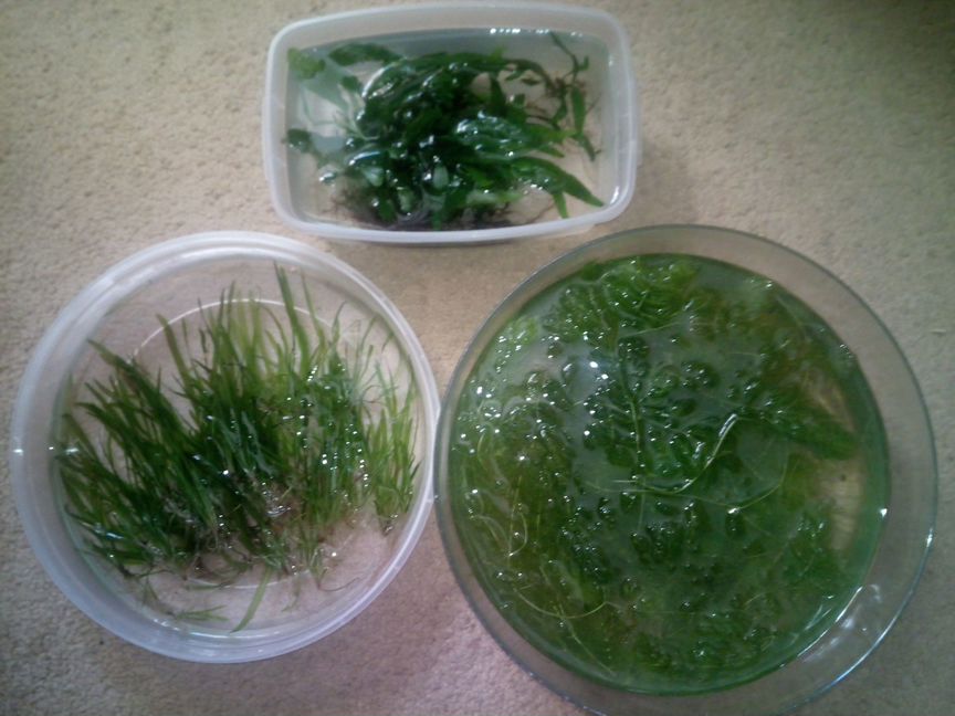 Аквариумные растения прополка