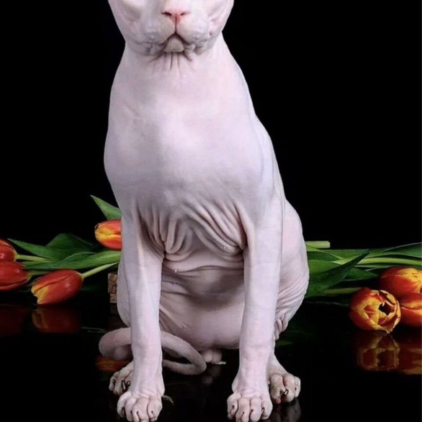 Эльф сфинкс котик