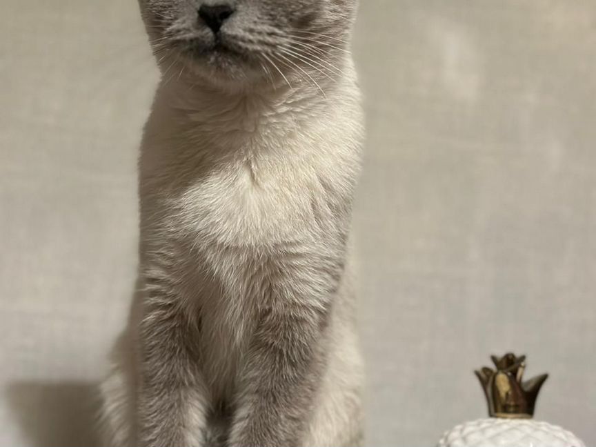 Тайская кошка в добрые руки
