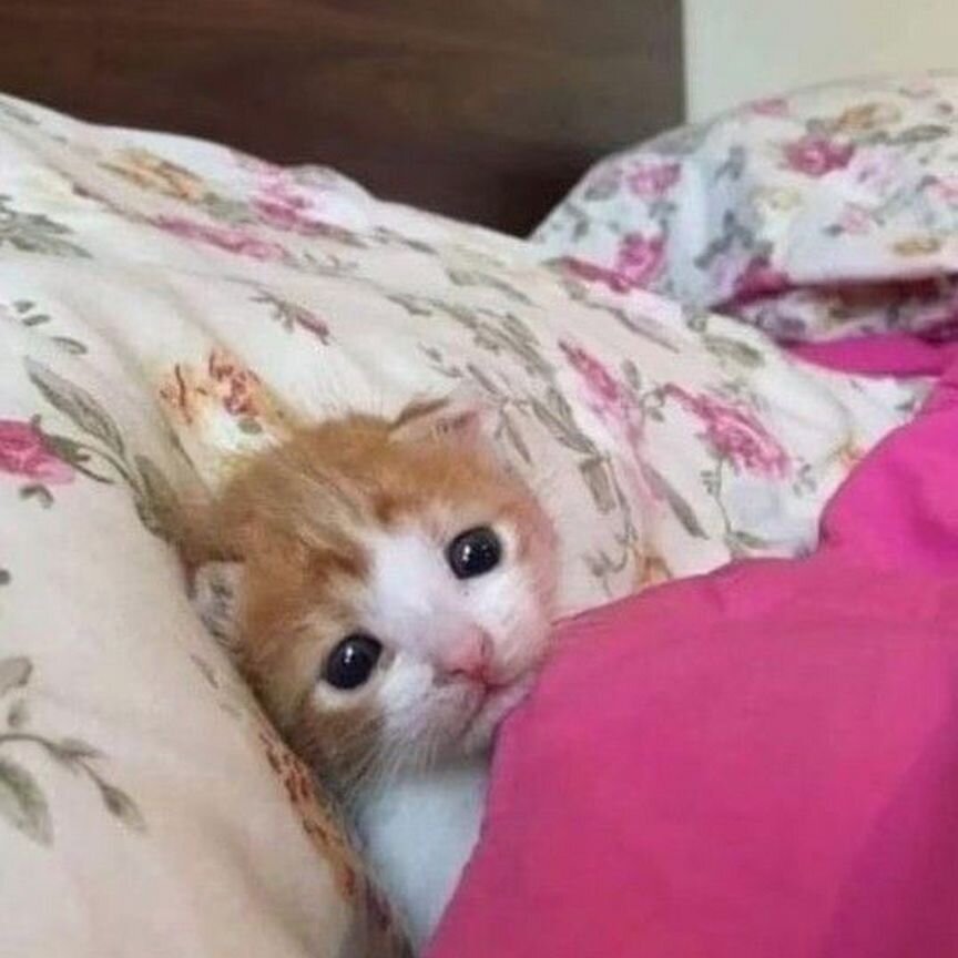 Котик