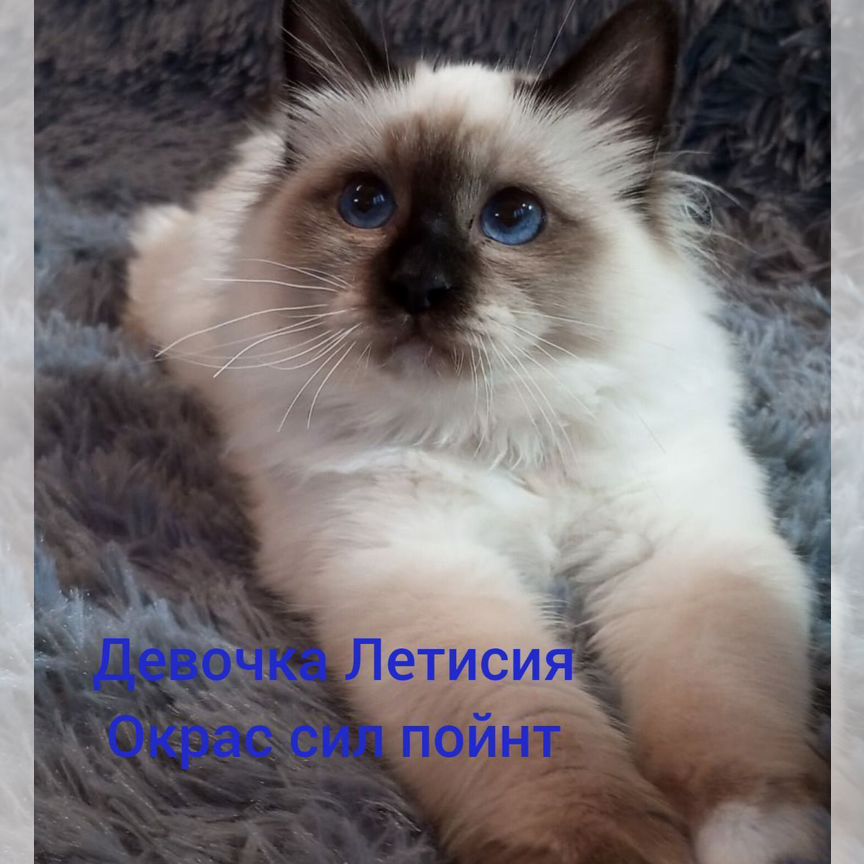 Священная бирма-котята