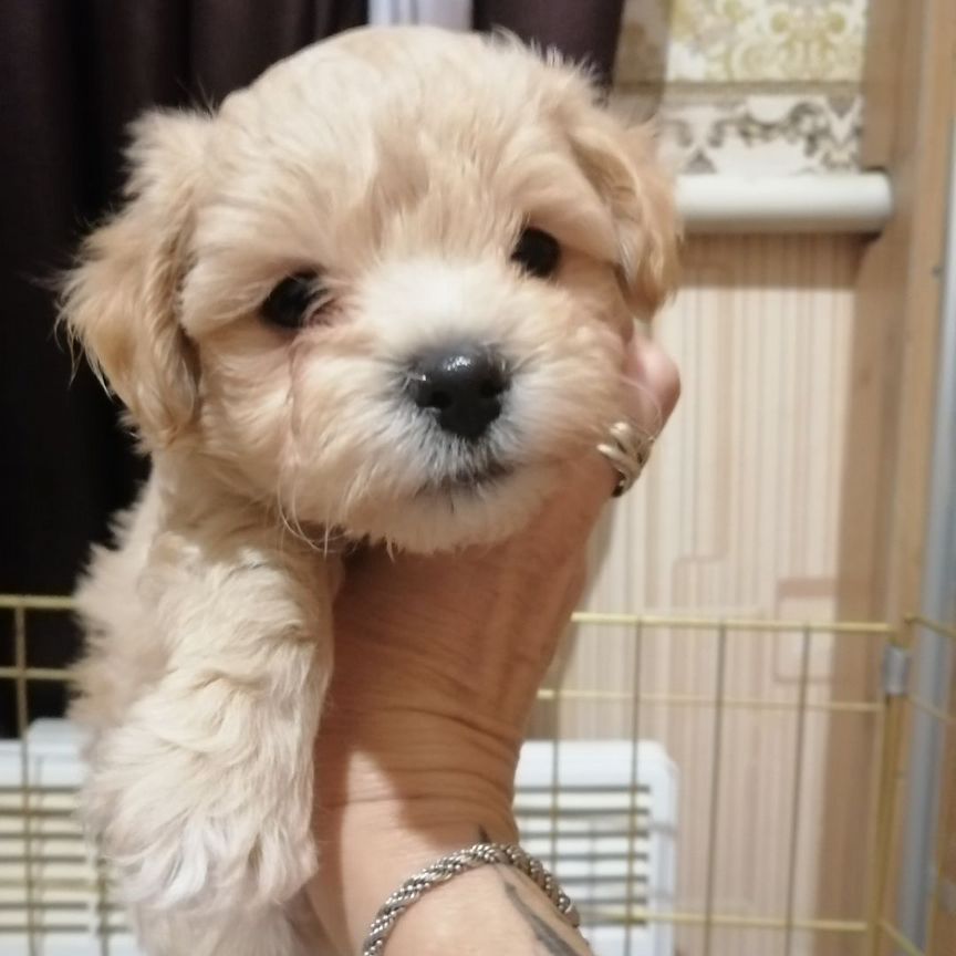 Щенки Мальтипу