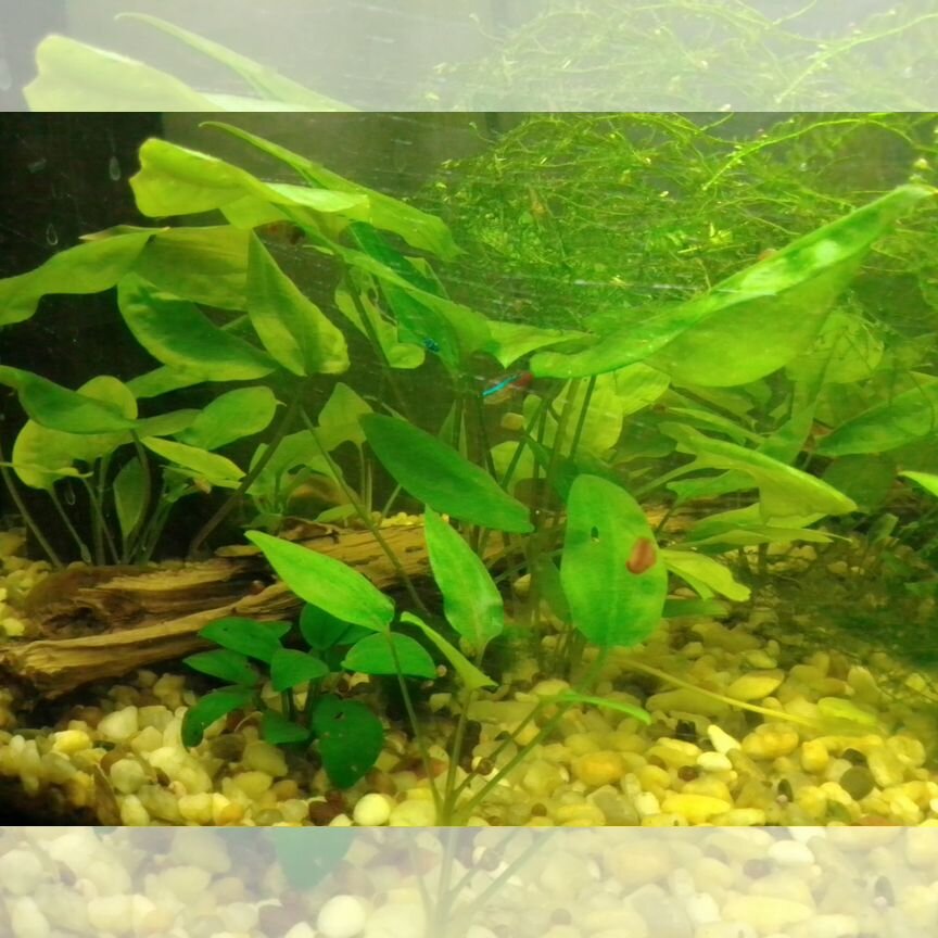 Аквариумные растения обмен
