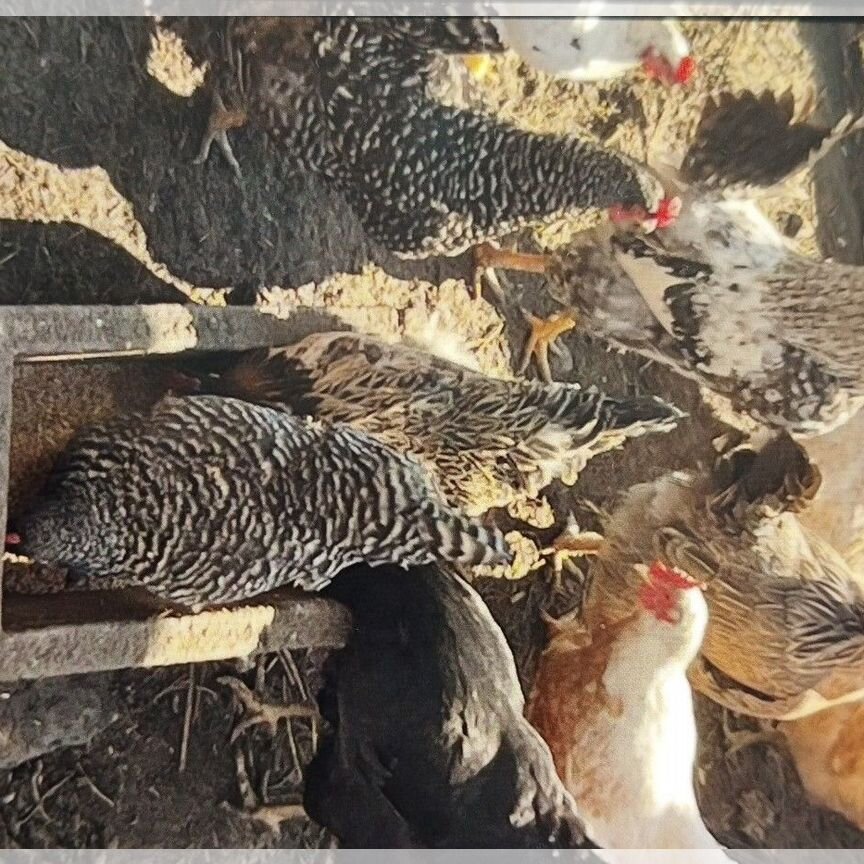 Продам курочек несушек