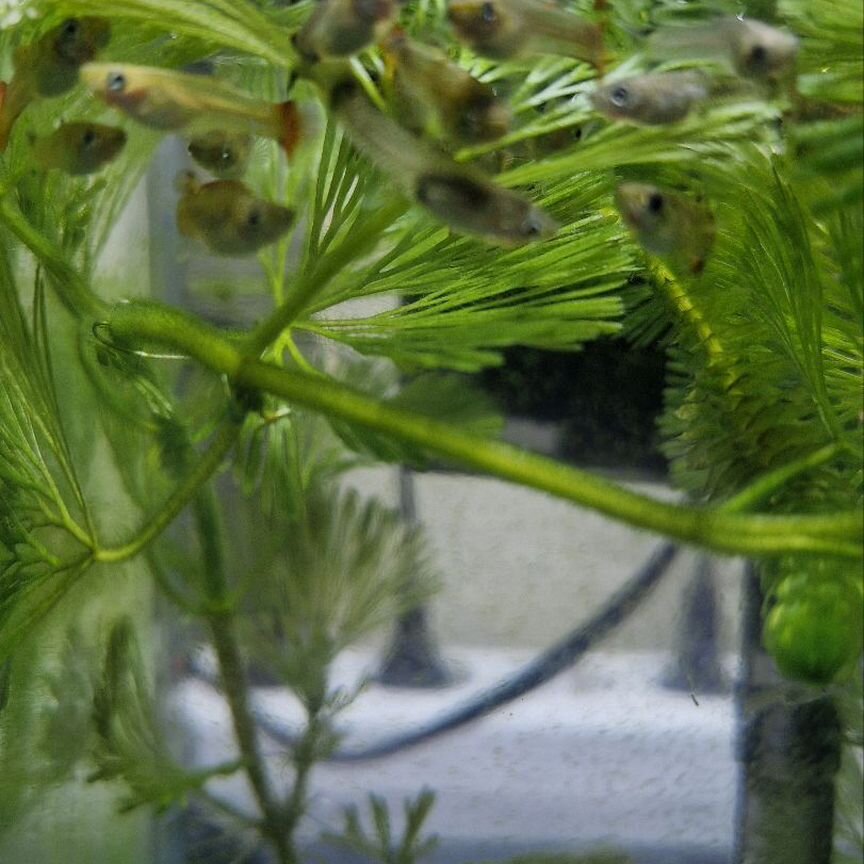 Аквариумные рыбки