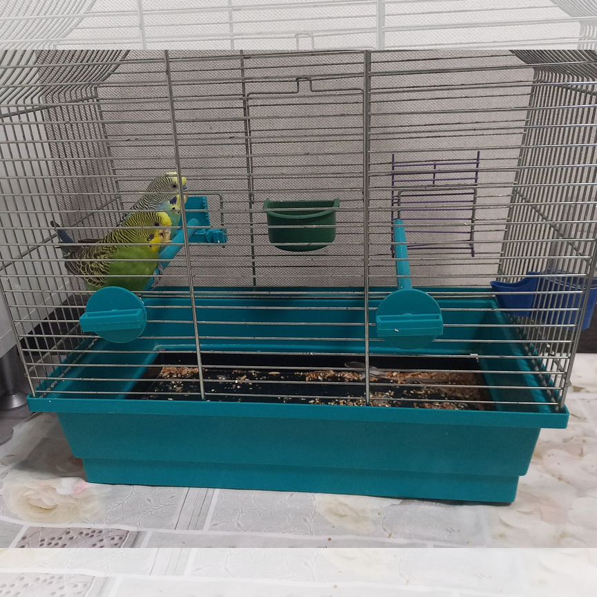 Волнистый попугай