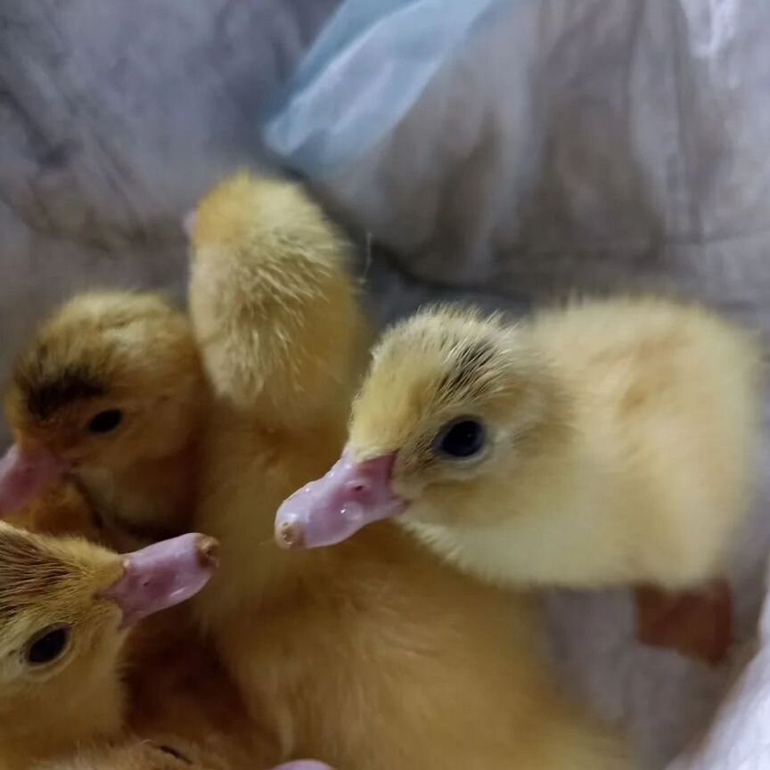 Утята индоутки тяжелой линии