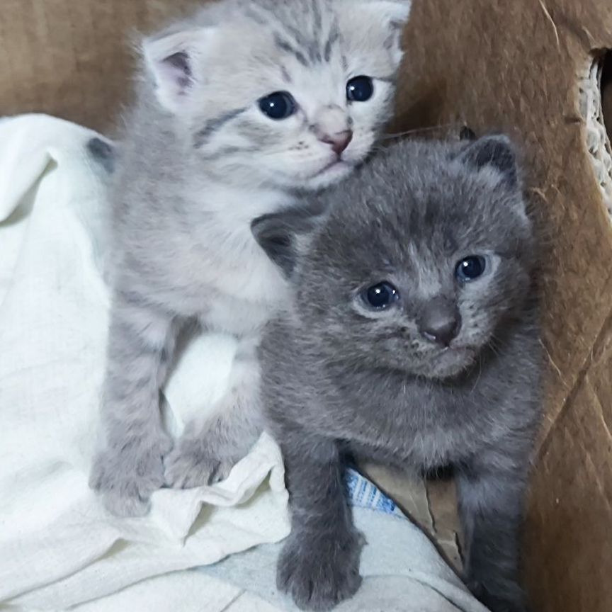 Отдаю котяток