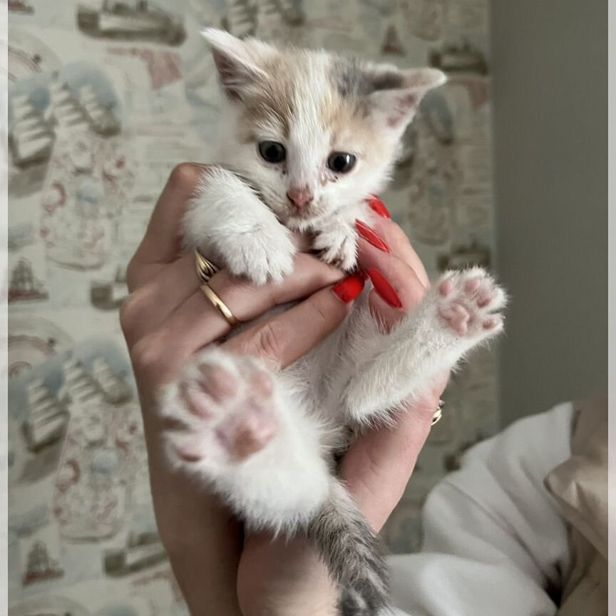 Отдам бесплатно котят