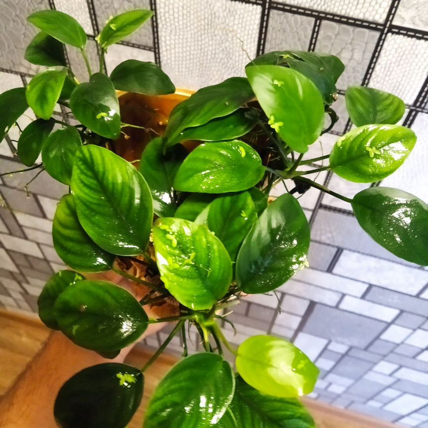 Анубиас нано + декор