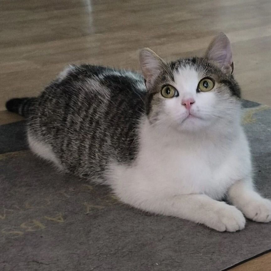 Котёнок в добрые руки