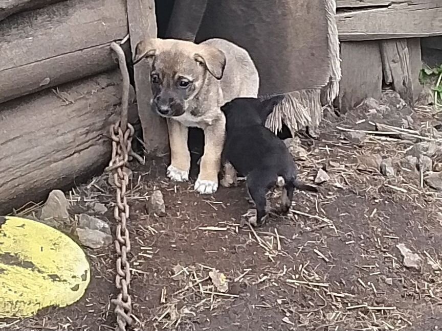 Собака в добрые руки отдам бесплатно