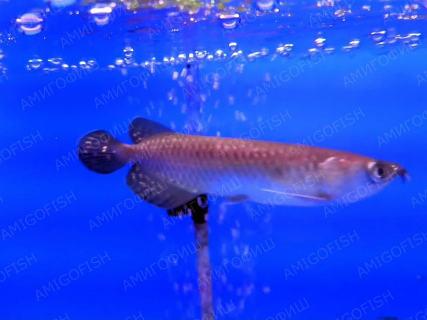 Арована Джардини