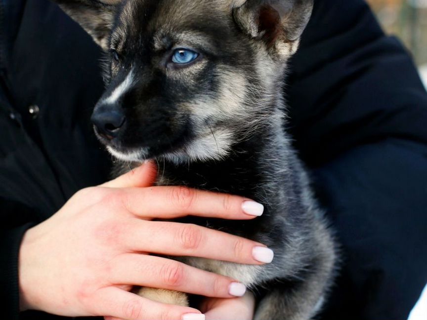 Небесноглазый Василек