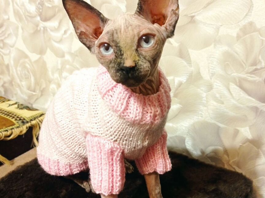 Молодая кошечка