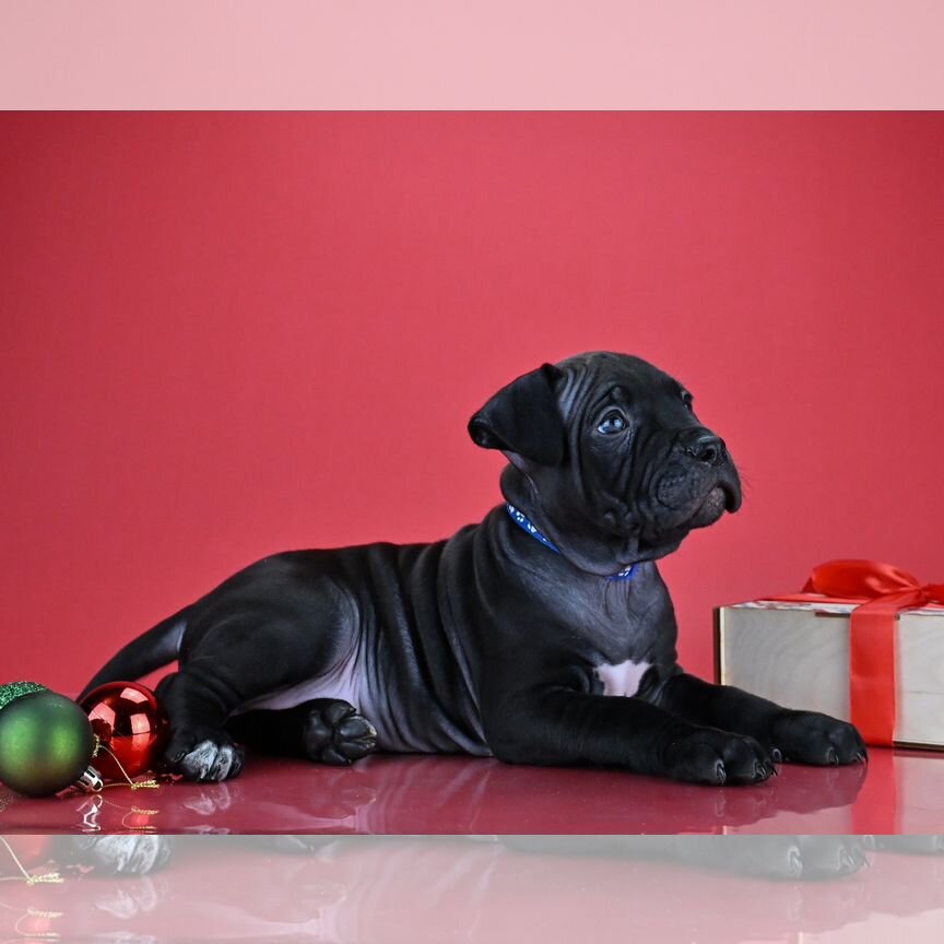 Американский питбультерьер, щенок