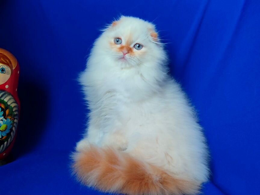 Шотландский Мальчик колор пойнт