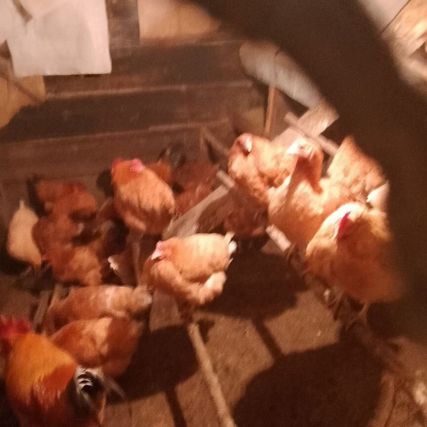 Куры несушки продам