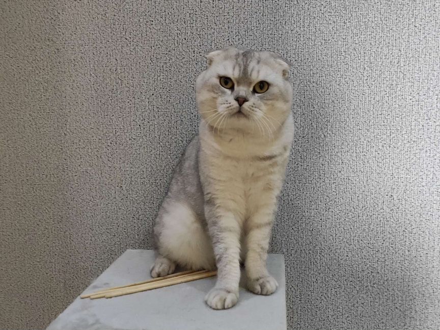 Кот барсик ищет невесту