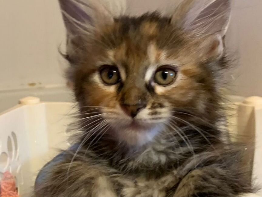 Котята мейн-кун