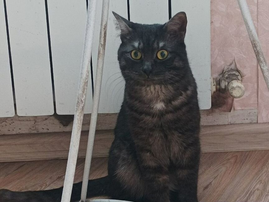 Котик в добрые руки