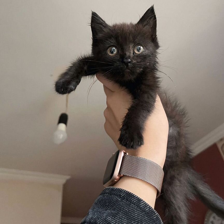 Котята в добрых руки