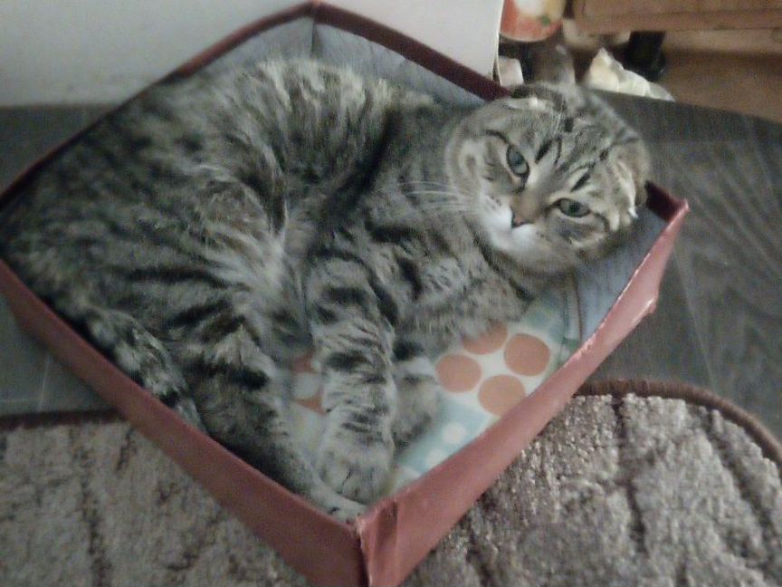 Хозяева веслоухого котика откликнитесь