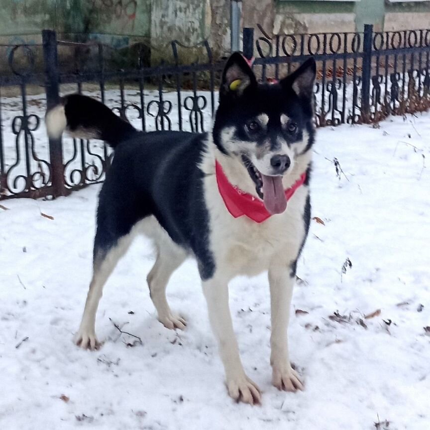 Некрупная озорная собачка Мальта