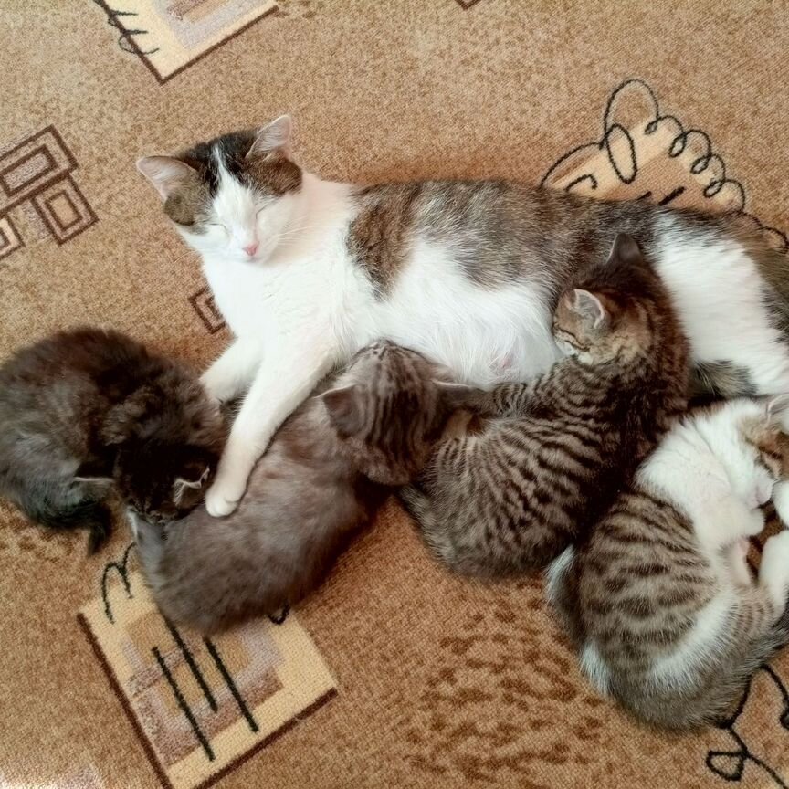 Котята в добрые руки. Три мальчика и девочка