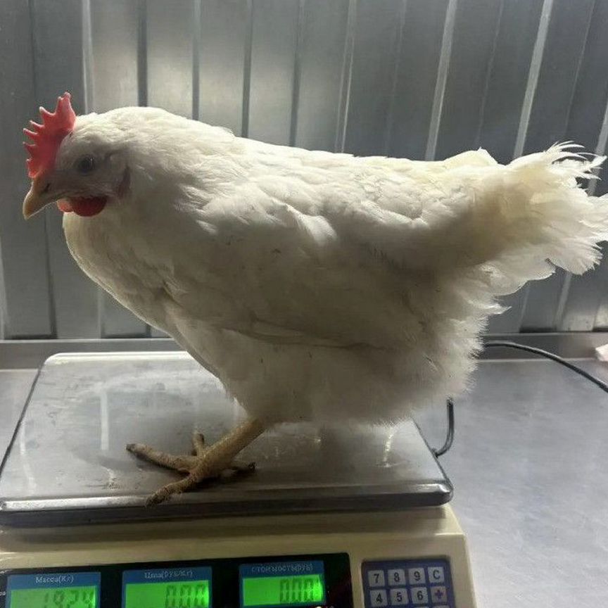 Куры доминант 7 месяцев