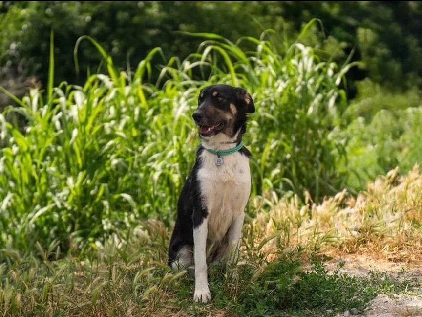 Собака в добрые руки