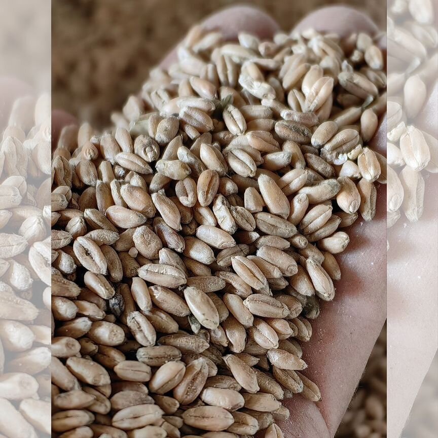 Комбикорм пшеница ячмень овес доставка