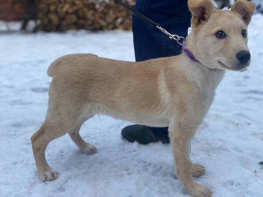 Белла в добрые руки