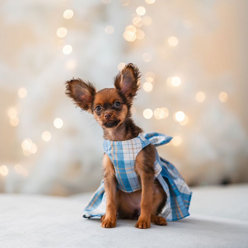 Русский той-терьер, щенок