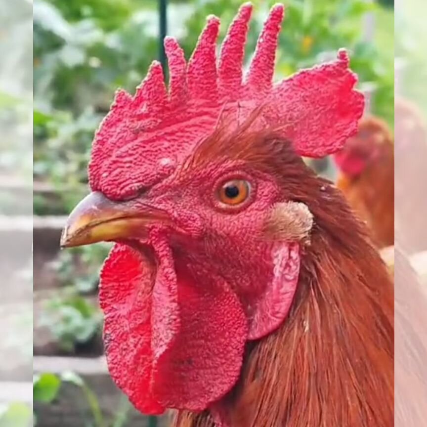 Молодые петухи