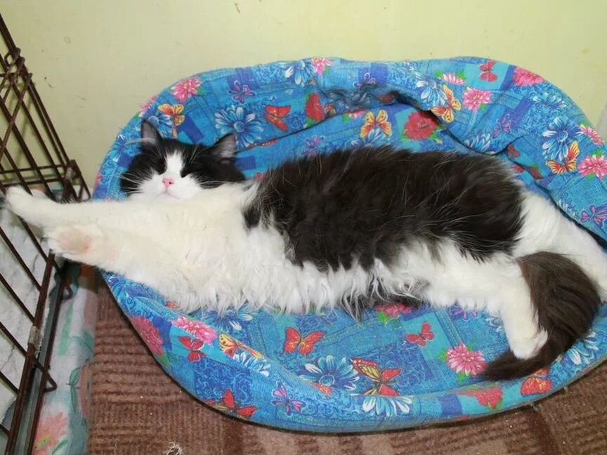 Молодая кошечка Лялька, ей 8 месяцев