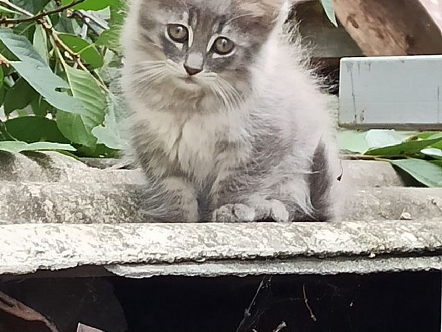 Кошки в добрые руки