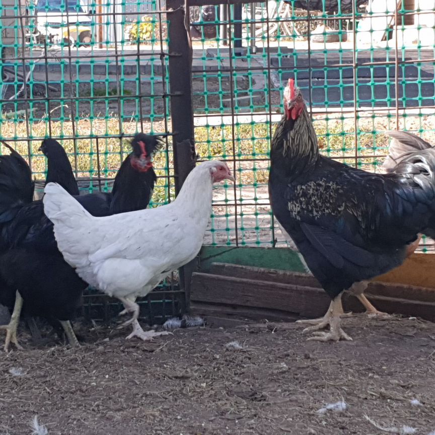 Куры молодки и петушки