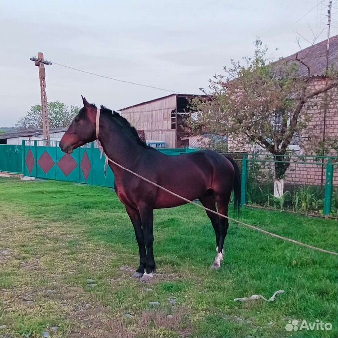 Лошадь жеребец