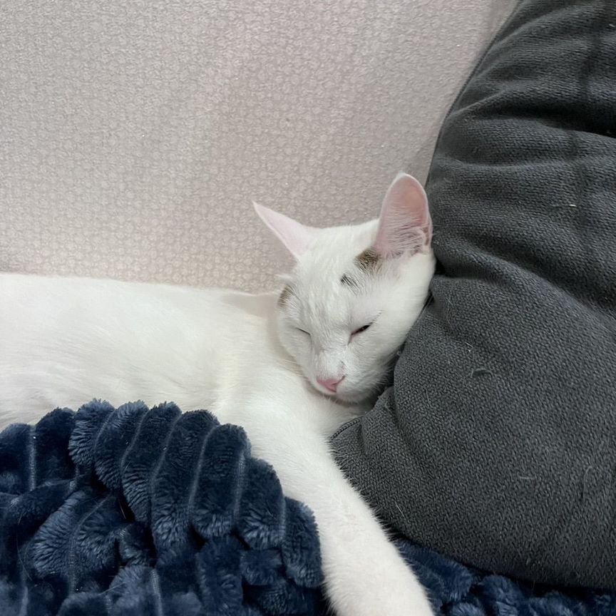 Котята в добрые руки бесплатно