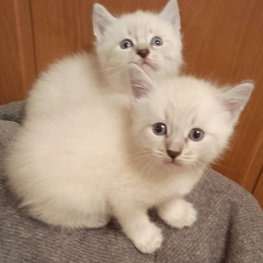 Котята бесплатно