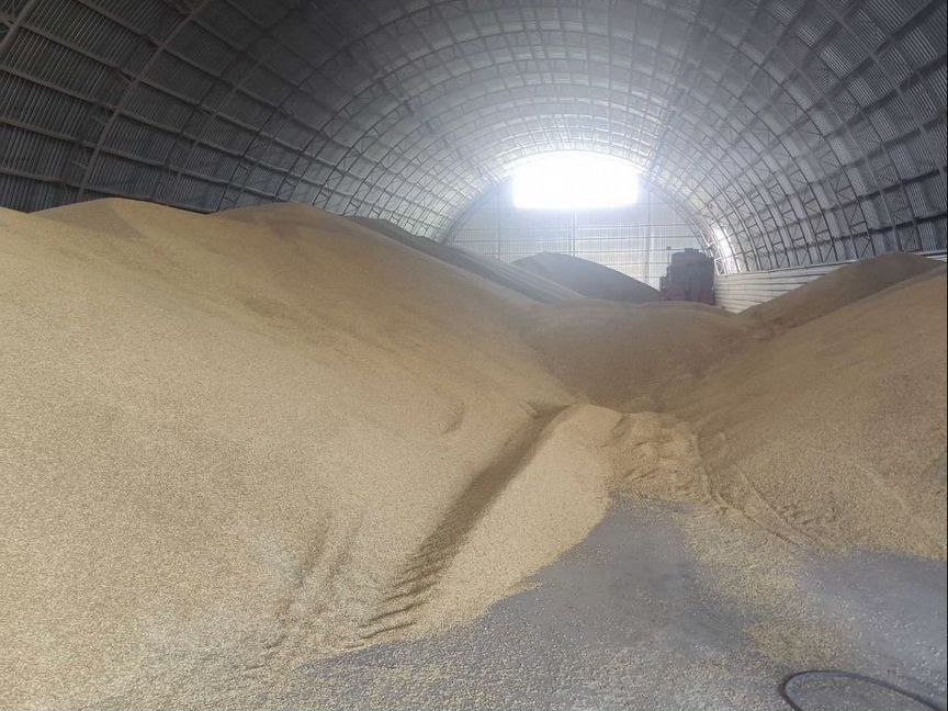 Фуражный овёс, Фуражная пшеница на корм