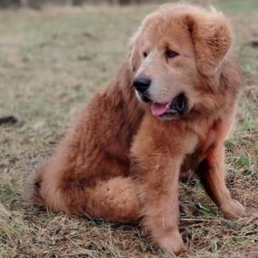 Тибетский мастиф, щенок