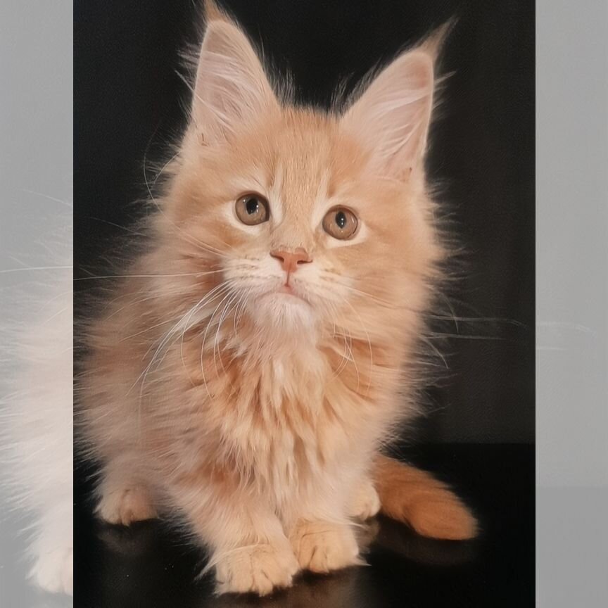 Мейн-кун котёнок